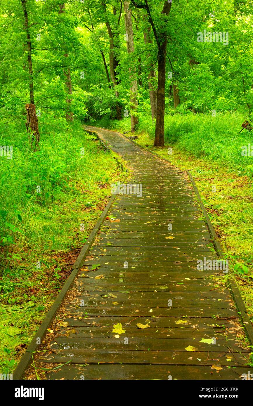 Locust Creek Boardwalk, Pershing State Park, Missouri Stock Photo - Alamy
