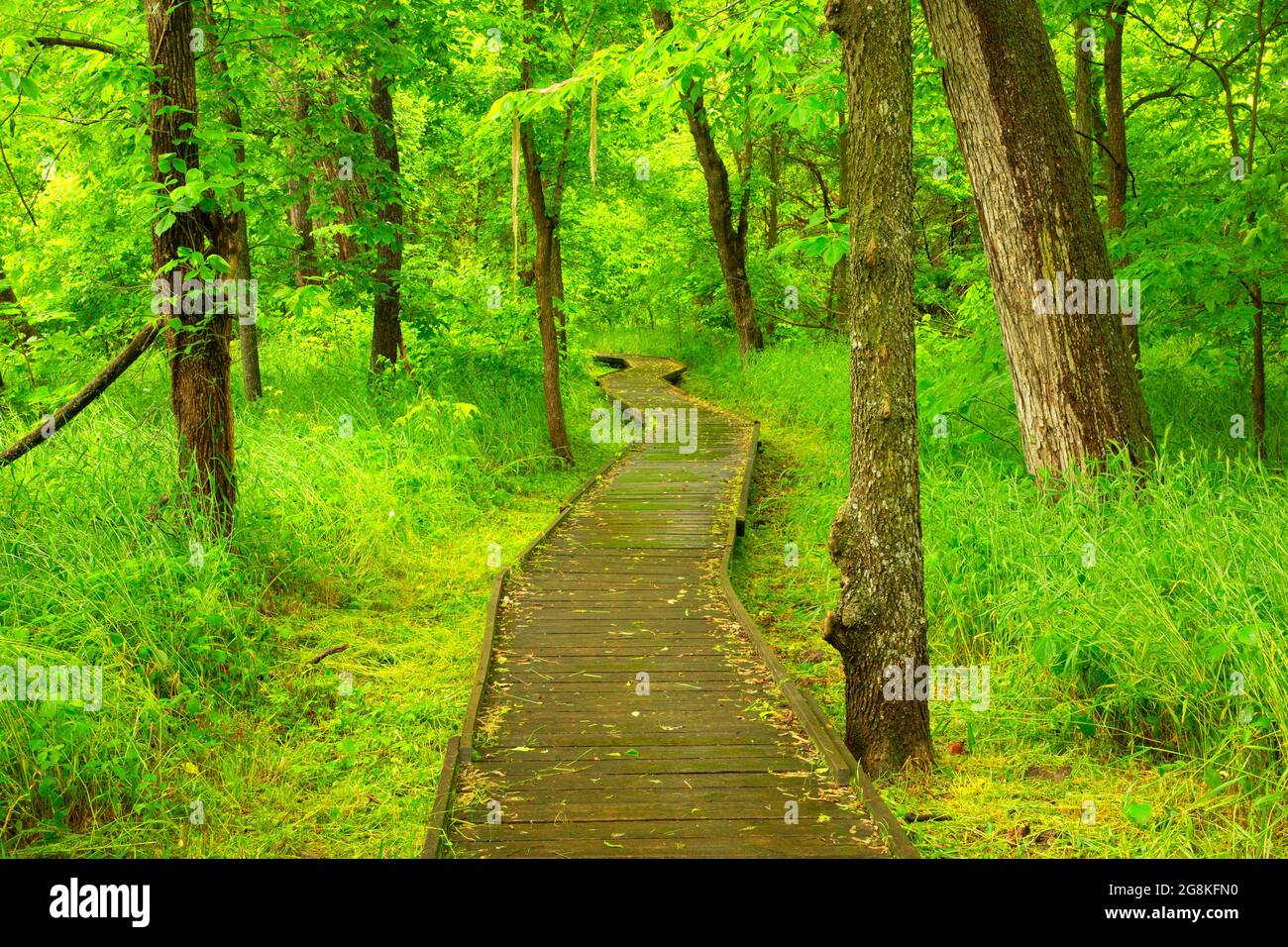 Locust Creek Boardwalk, Pershing State Park, Missouri Stock Photo - Alamy