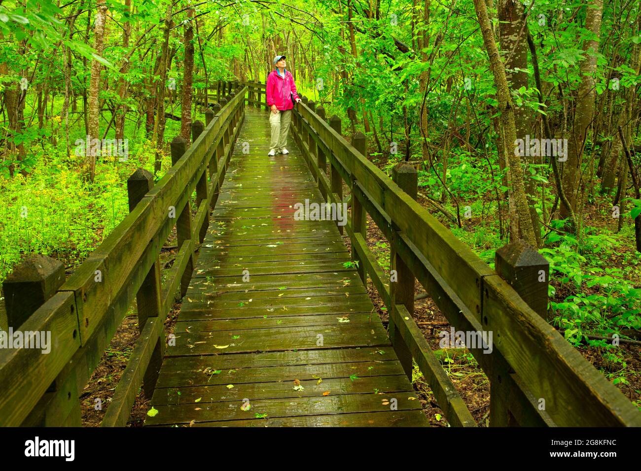Locust Creek Boardwalk, Pershing State Park, Missouri Stock Photo - Alamy