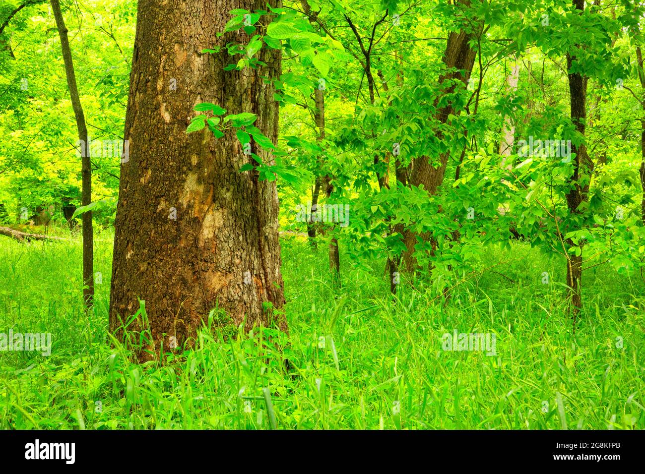 American sycamore (Platanus occidentalis) trunk, Pershing State Park ...