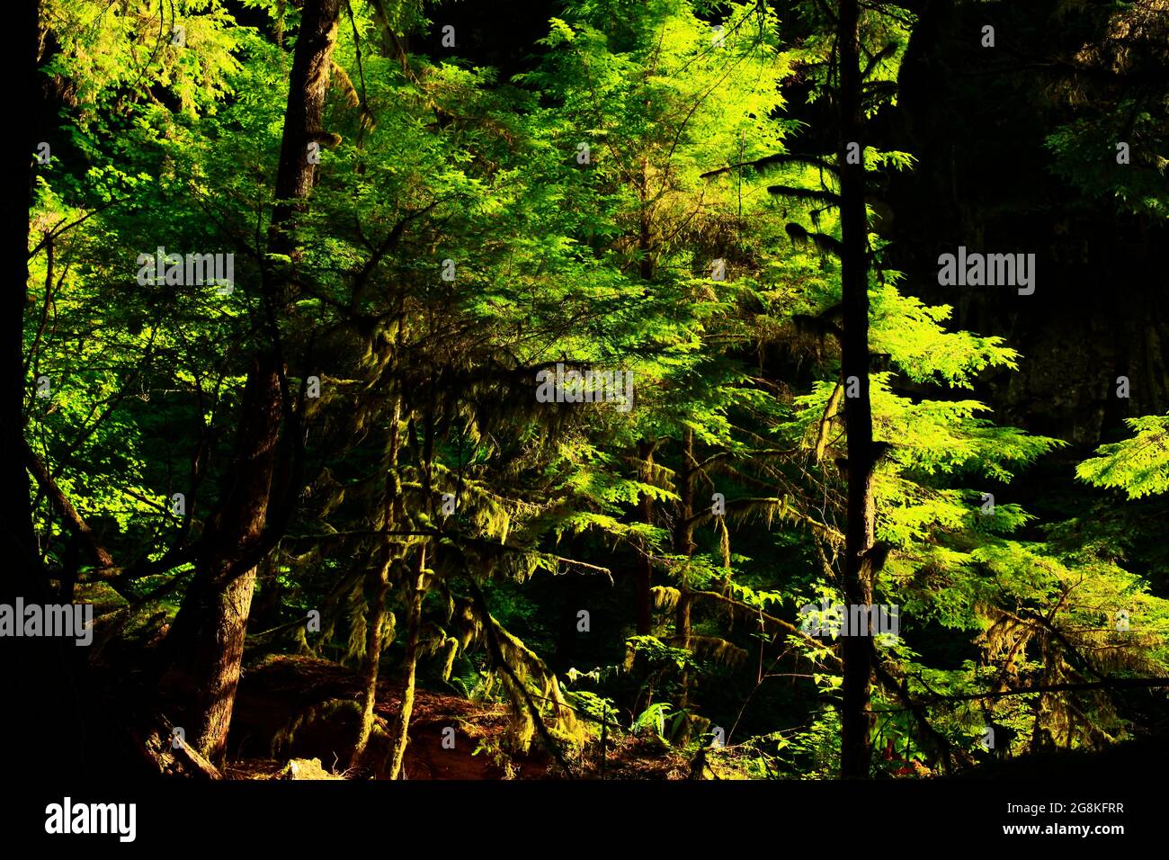a exterior picture of an Pacific Northwest forest with conifer trees ...