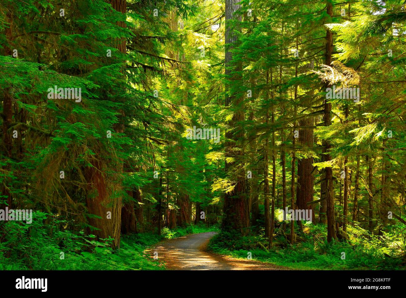 a exterior picture of an Pacific Northwest forest hiking trail Stock ...