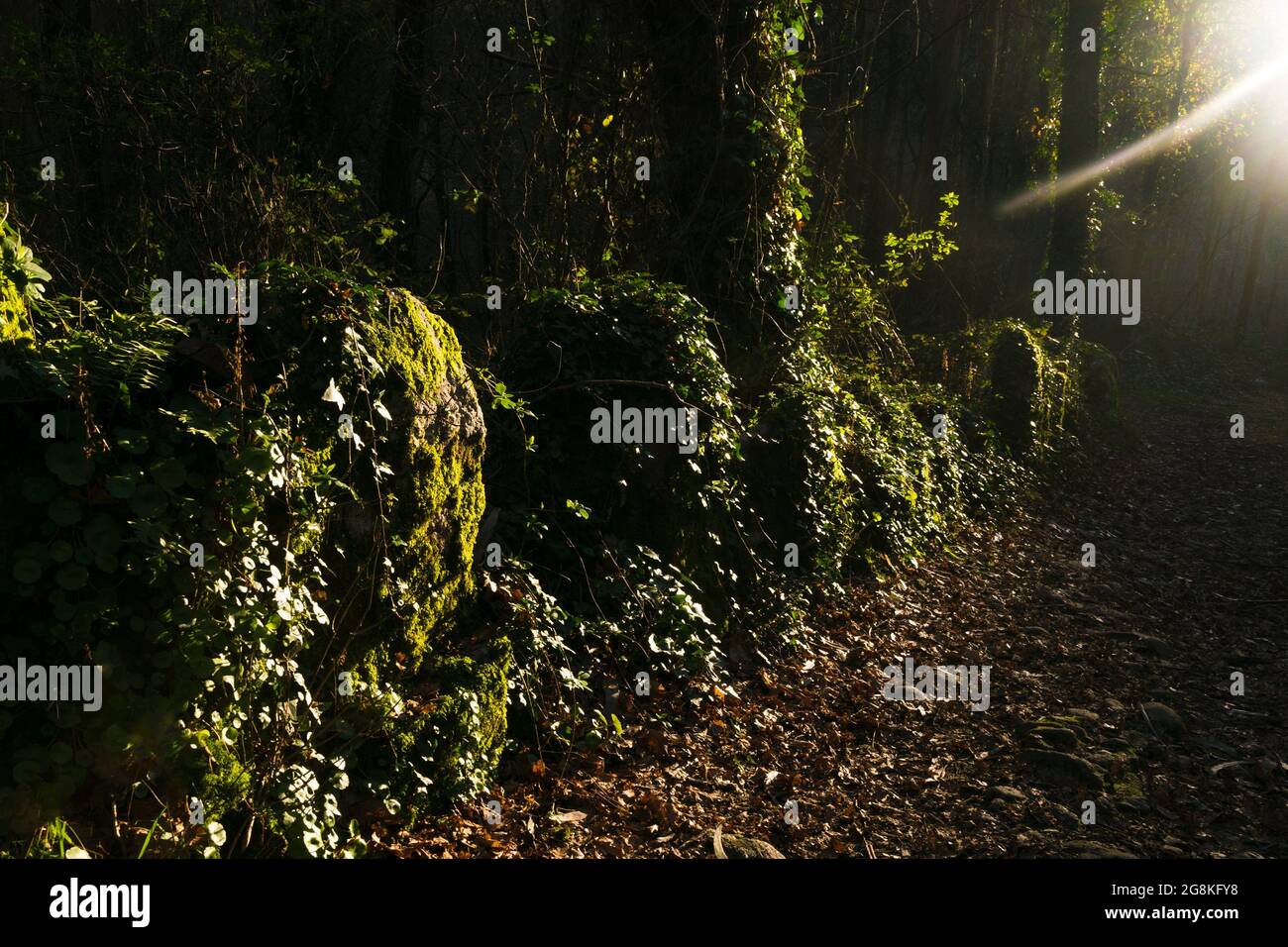 Sun shining through the trees illuminating a path in the forest Stock ...