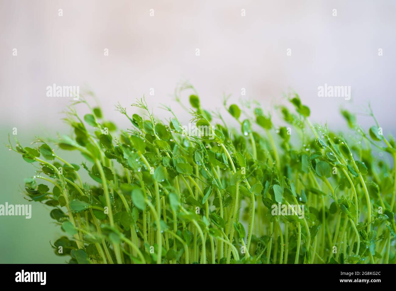 Pea microgreen sprouts with water drops, close up. Raw sprouts ...