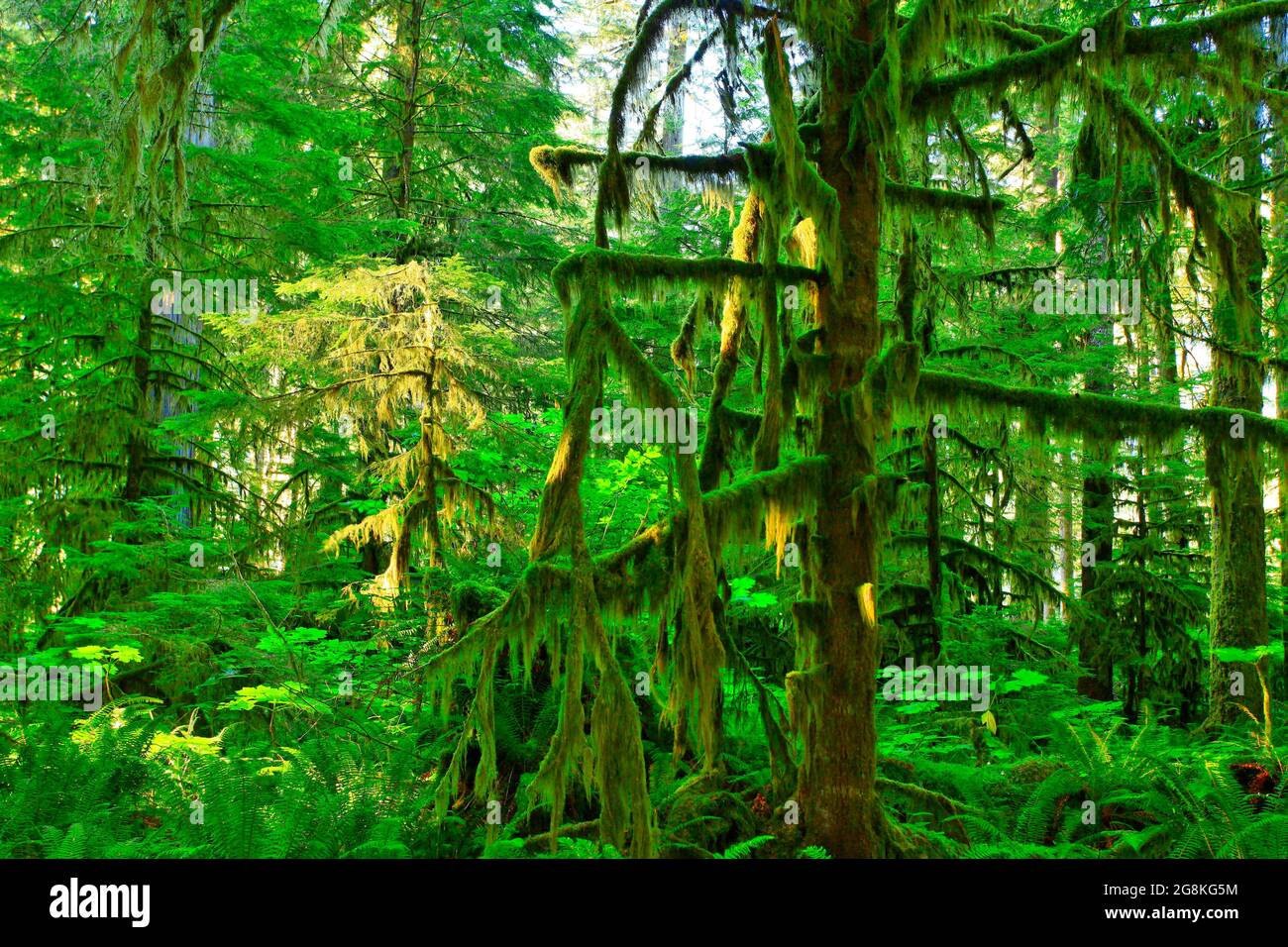 a exterior picture of an Pacific Northwest forest with conifer trees ...