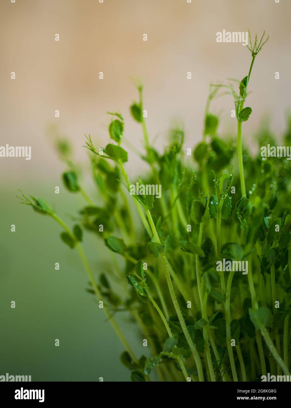 Pea microgreen sprouts close up. Raw sprouts, microgreens, healthy food ...