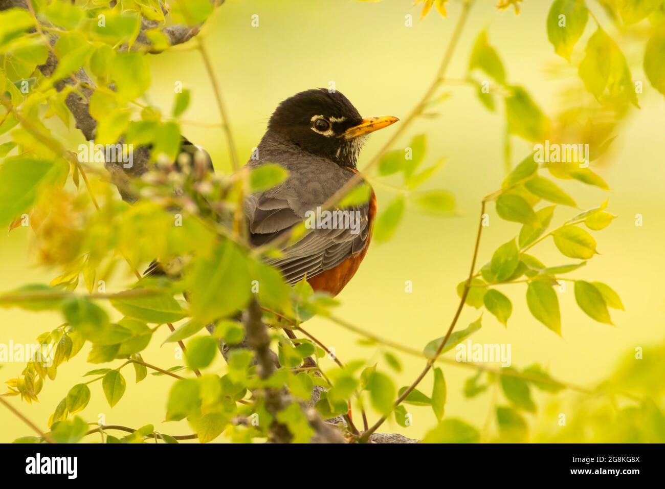 Crane Meadows Nature Preserve High Resolution Stock Photography and ...
