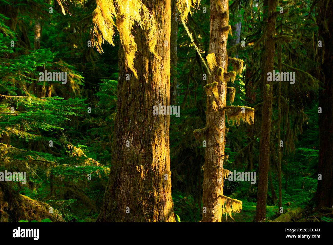a exterior picture of an Pacific Northwest forest with conifer trees ...
