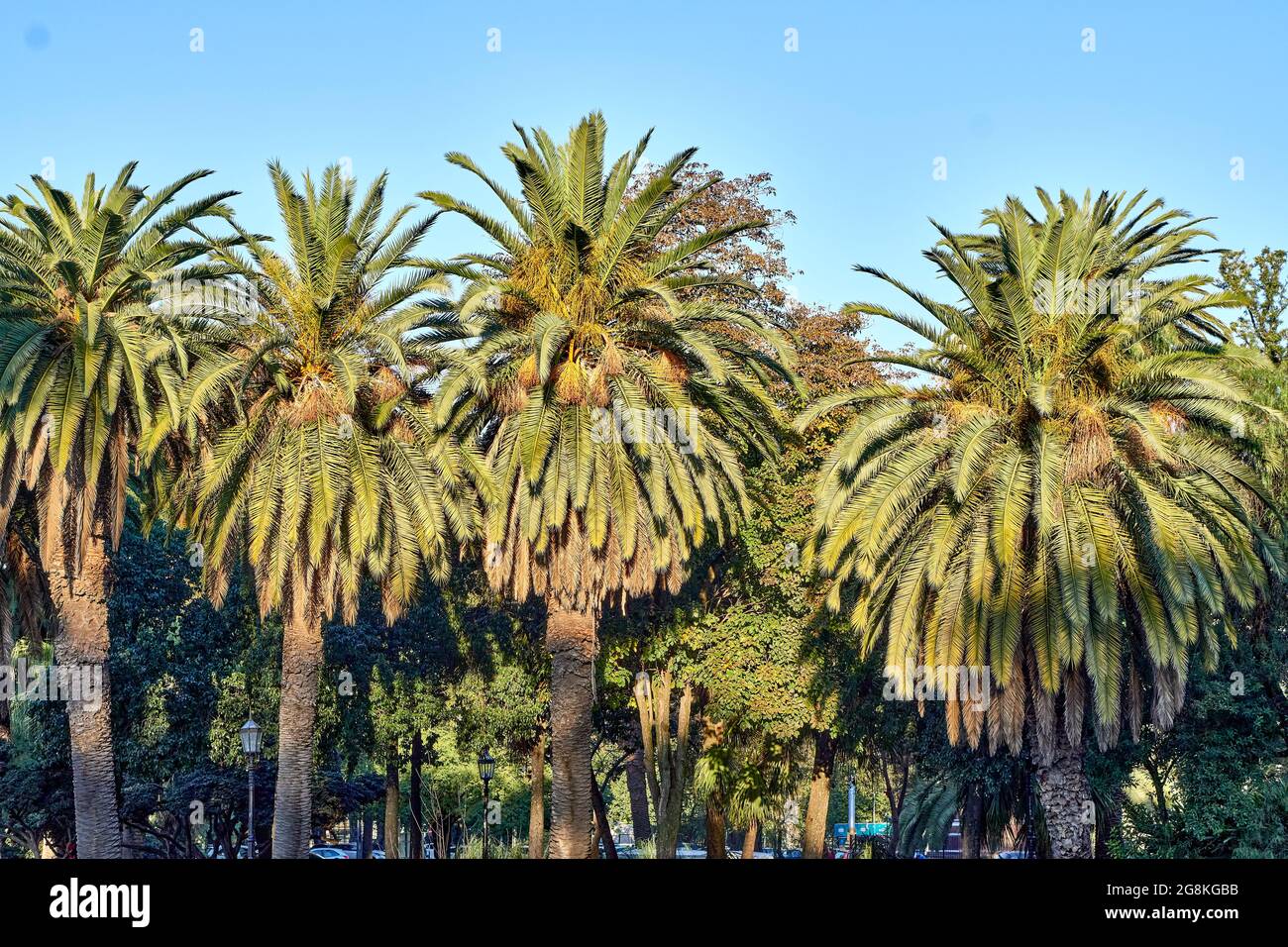 Palm trees shown from below with blue sky in the background. horizontal ...