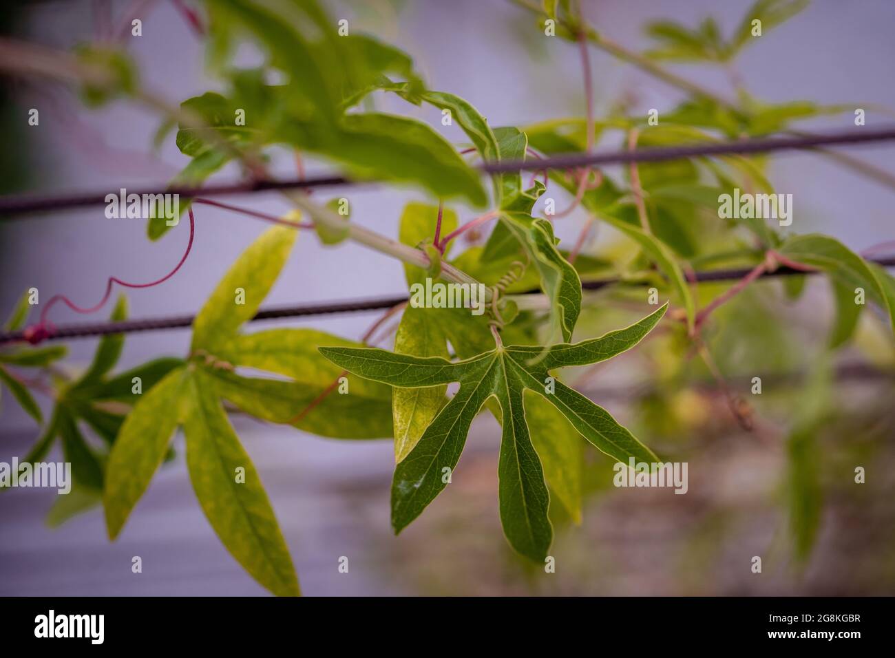 Paliurus plant hi-res stock photography and images - Alamy
