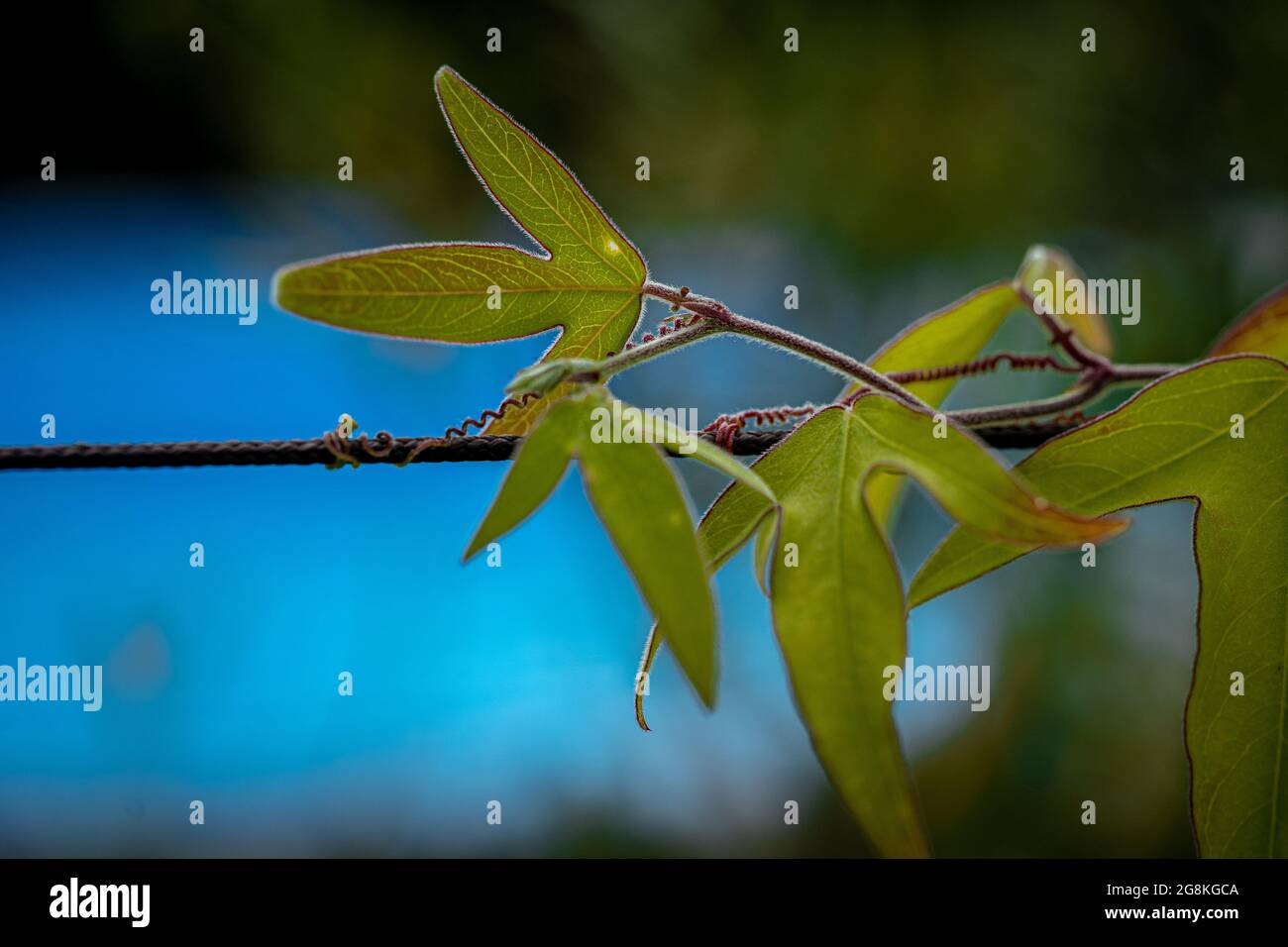 Paliurus plant hi-res stock photography and images - Alamy