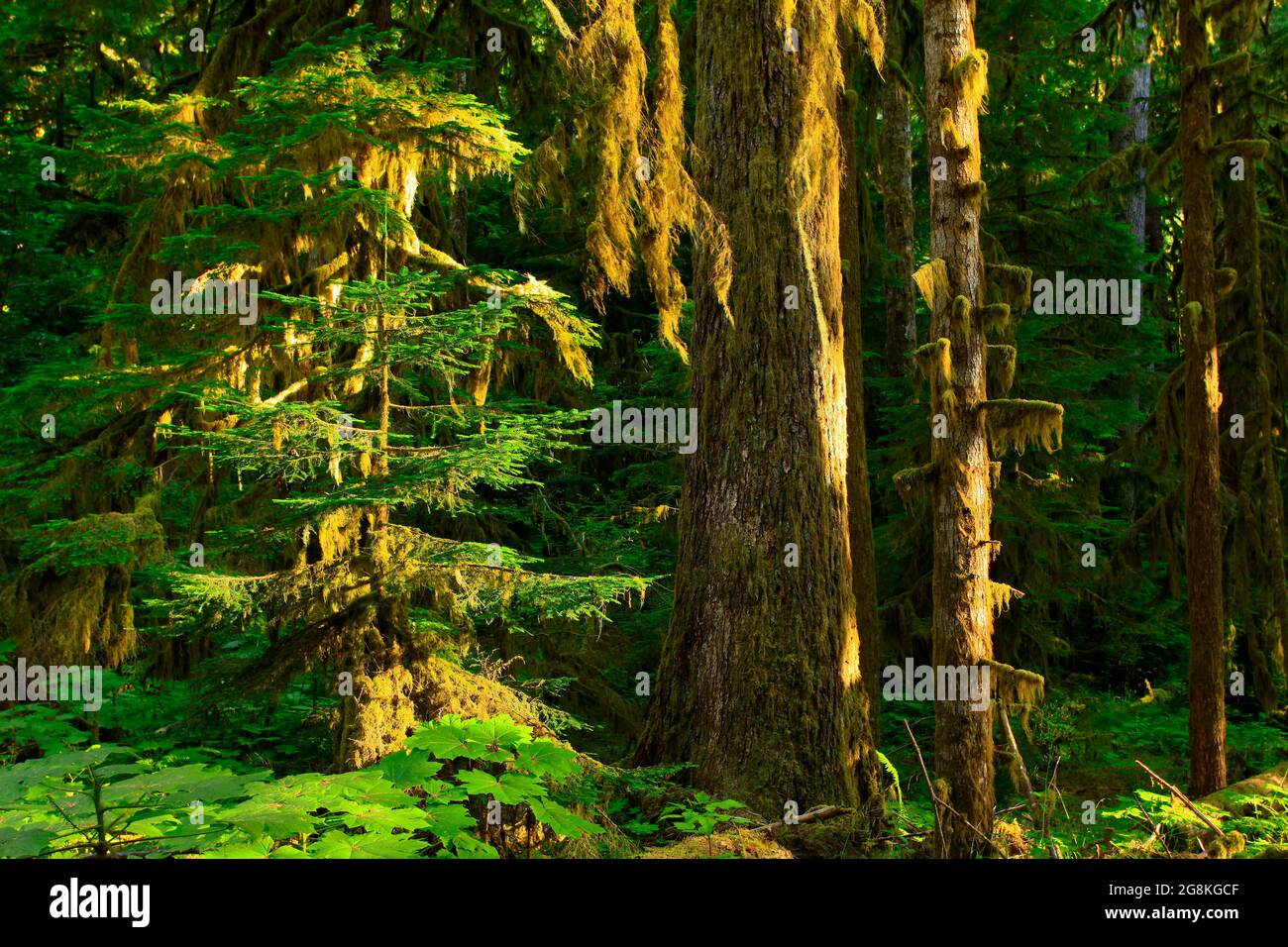 a exterior picture of an Pacific Northwest forest with conifer trees ...