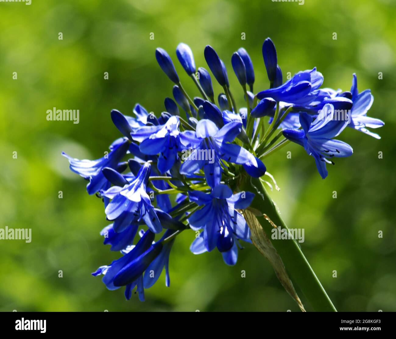 Beautiful African lily in the blurred green background Stock Photo - Alamy