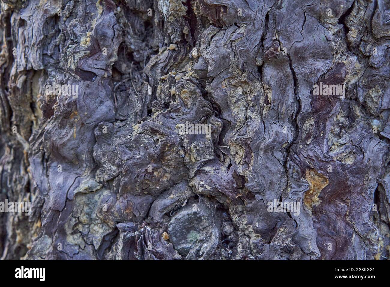 Embossed texture of the bark of oak. Panoramic horizontal photo of the ...