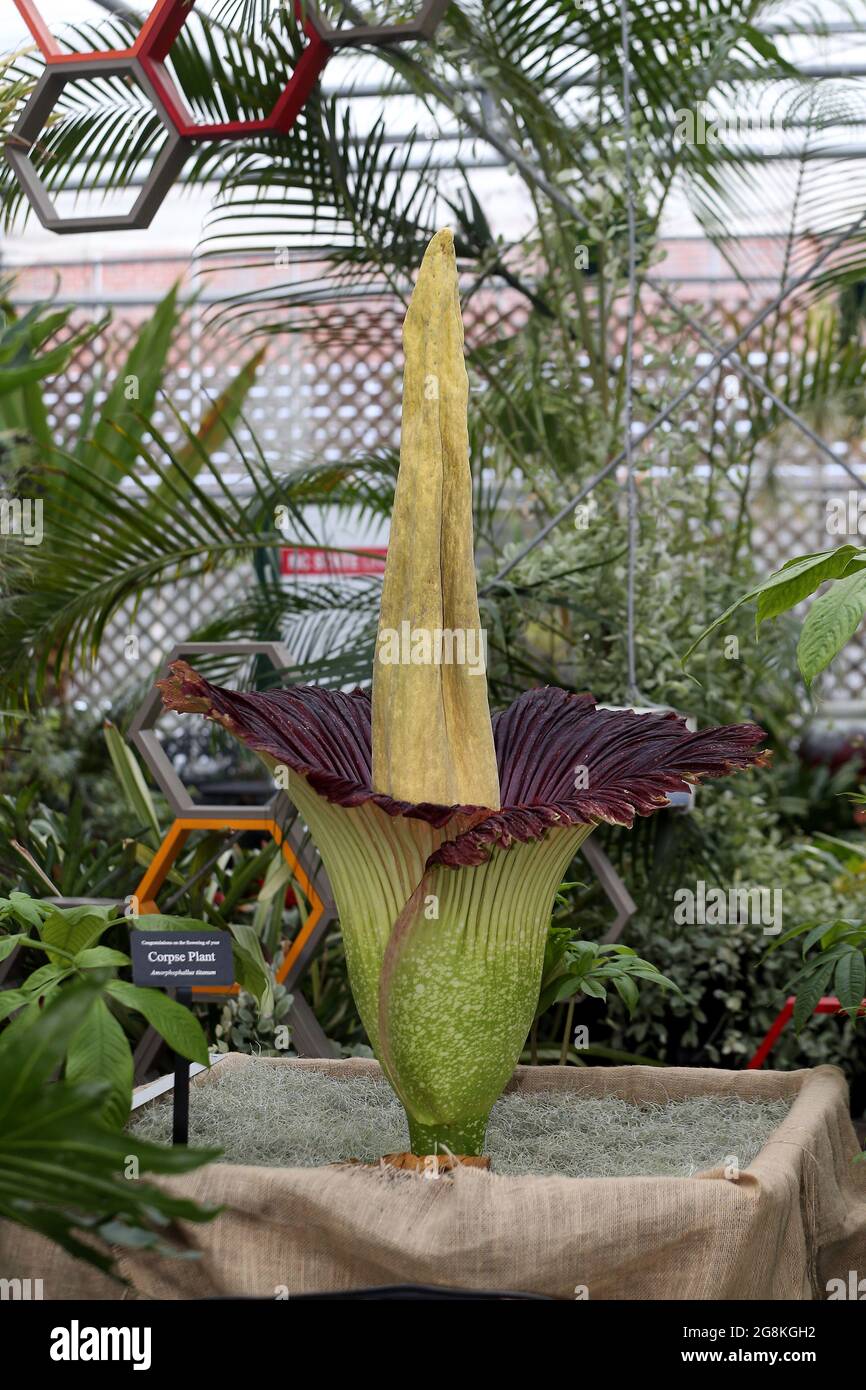 Raleigh, North Carolina, USA. A corpse flower, one of the biggest ...