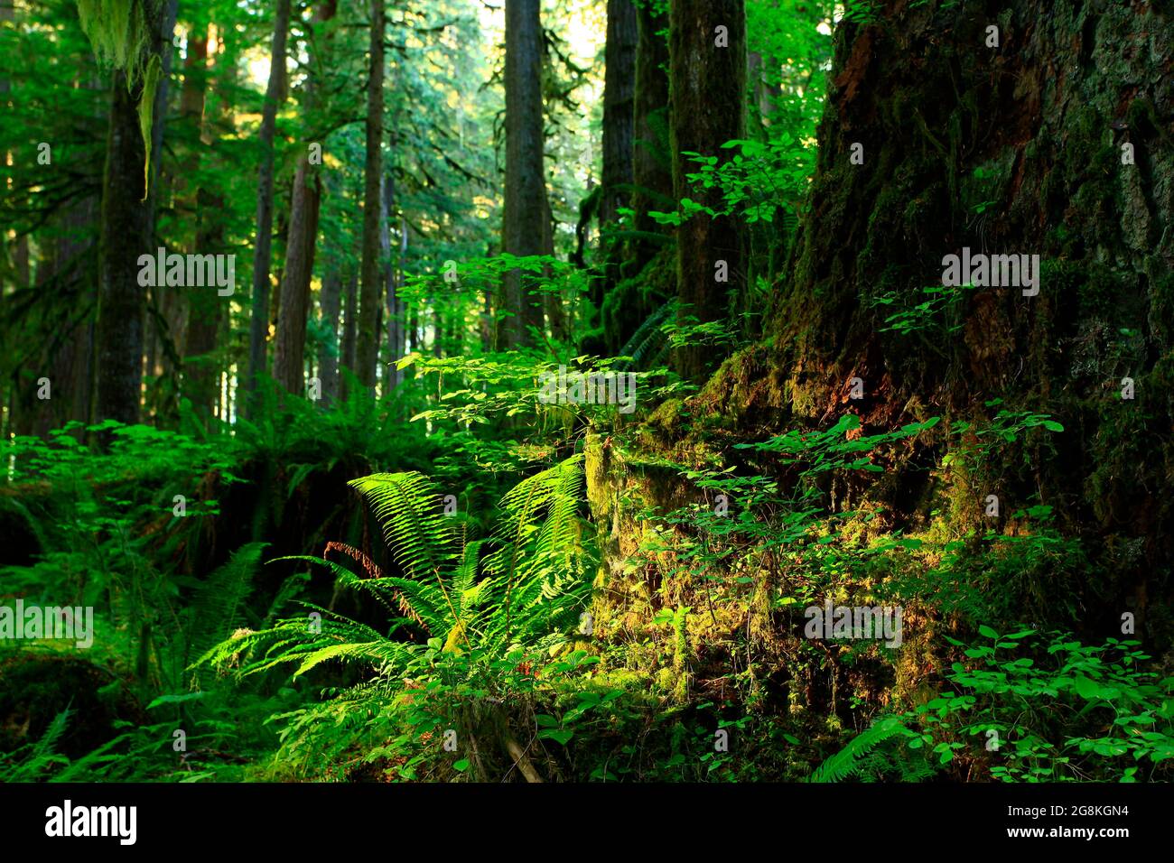 a exterior picture of an Pacific Northwest forest with conifer trees ...
