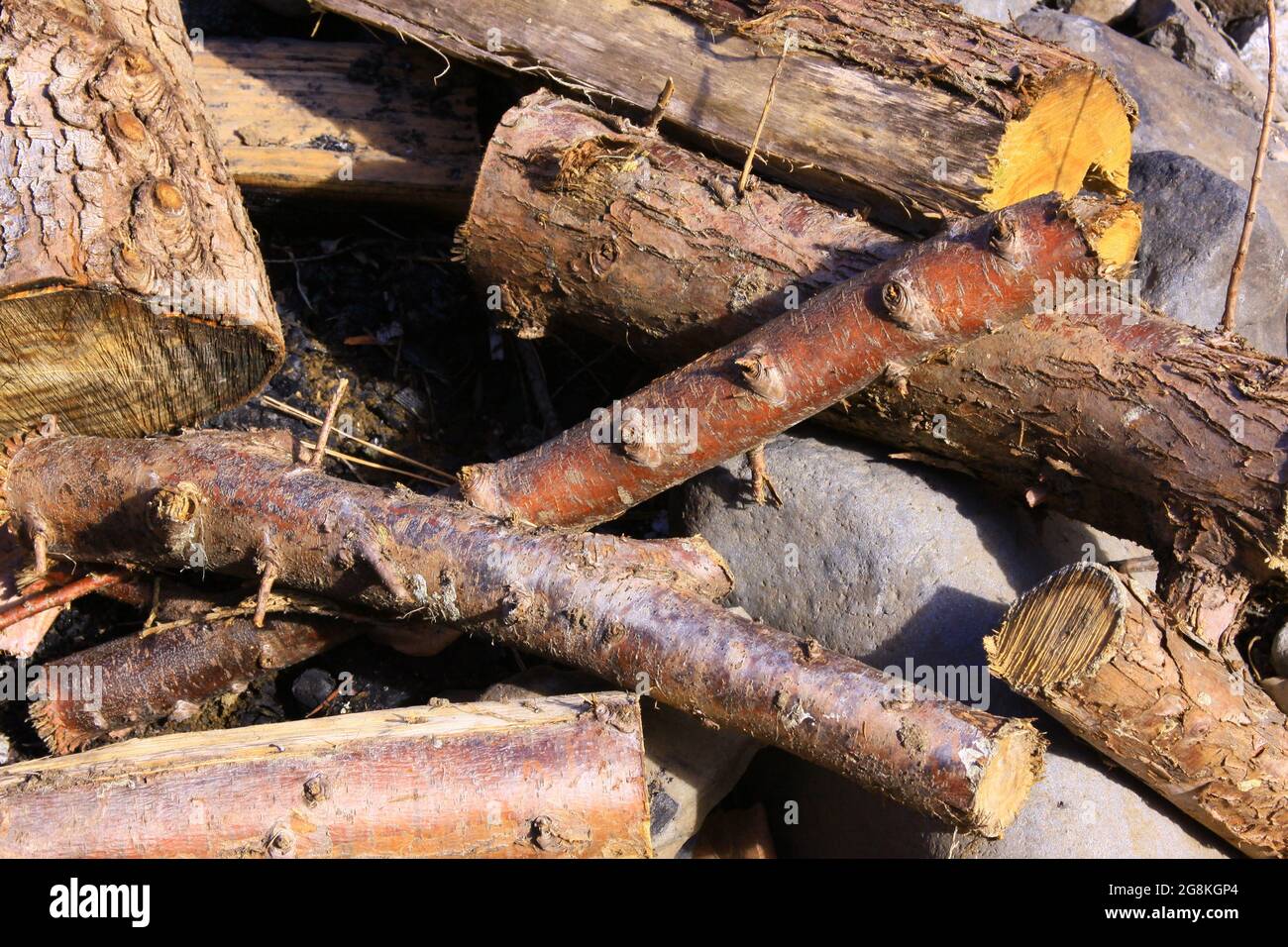High-angle shot of tree twigs and branches Stock Photo - Alamy