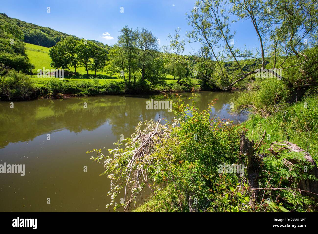 Flood debris in a tree on the River Wye below Coppet Hill, near Symonds ...