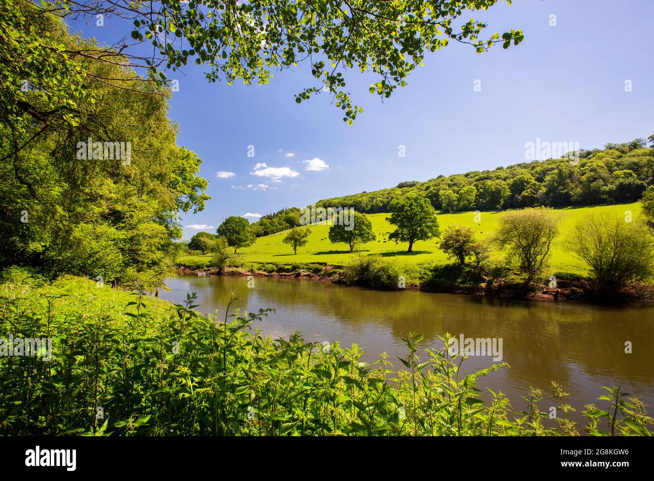 The River Wye below Coppet Hill, near Symonds Yat, Gloucestershire, UK ...