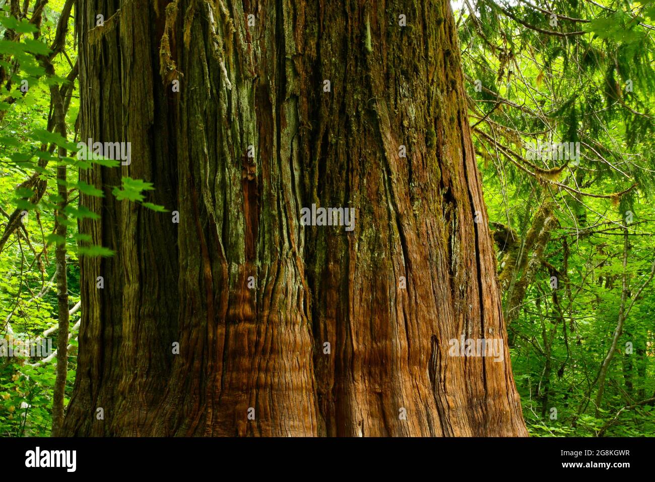 Western red cedar tree hi-res stock photography and images - Alamy