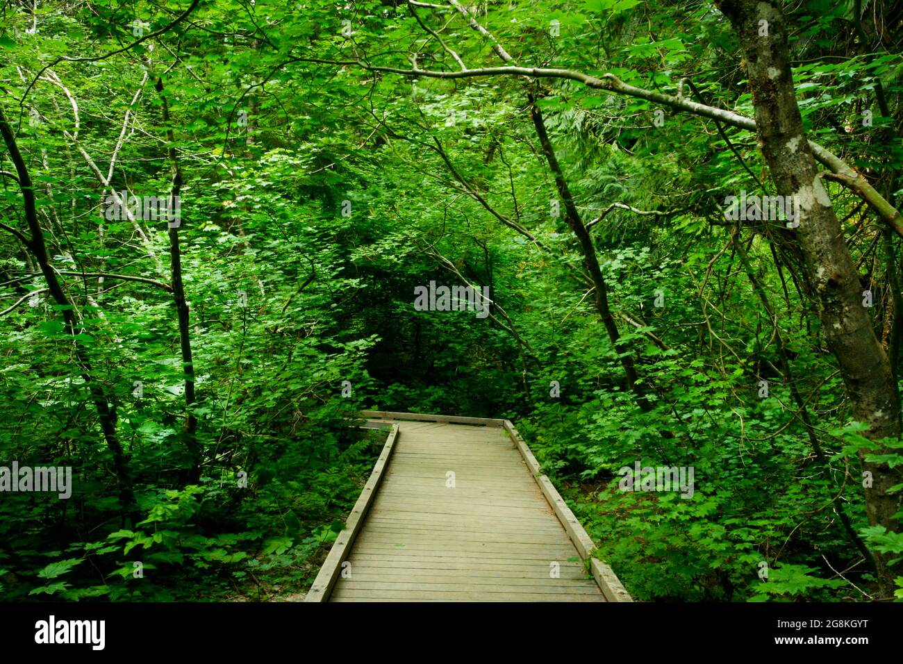 a exterior picture of an Pacific Northwest forest trail Stock Photo - Alamy