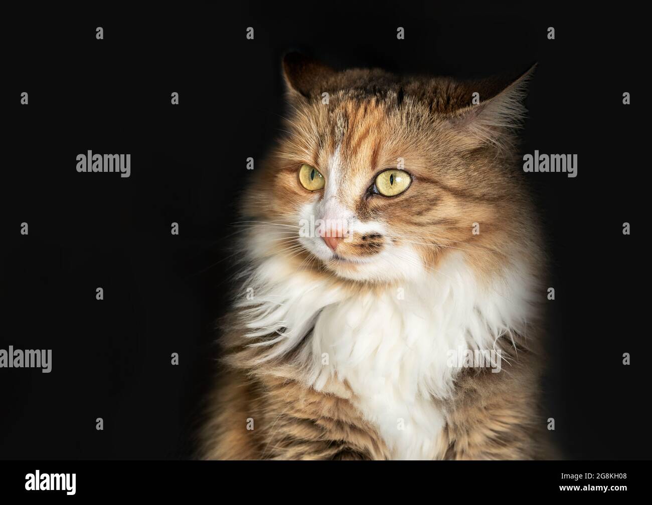 Cute cat with ears back on black background. Female fluffy orange and ...