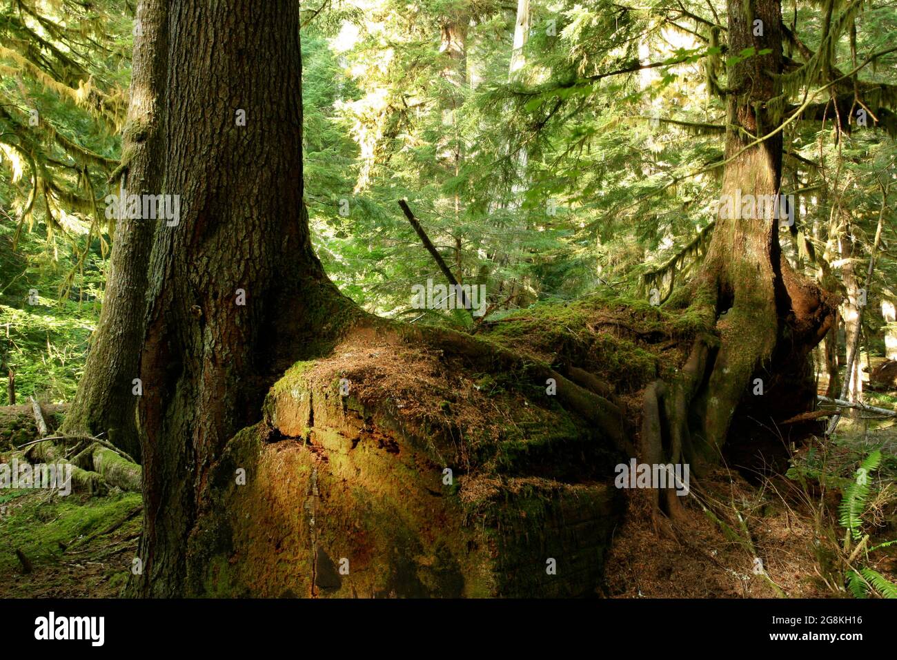 a exterior picture of an Pacific Northwest forest with conifer trees ...