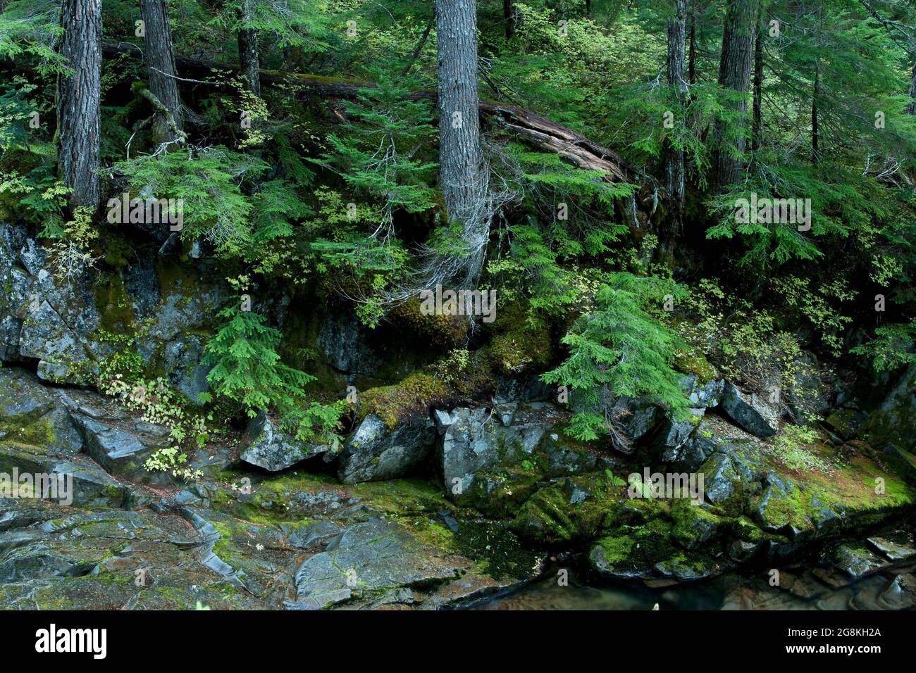a exterior picture of an Pacific Northwest forest with conifer trees ...