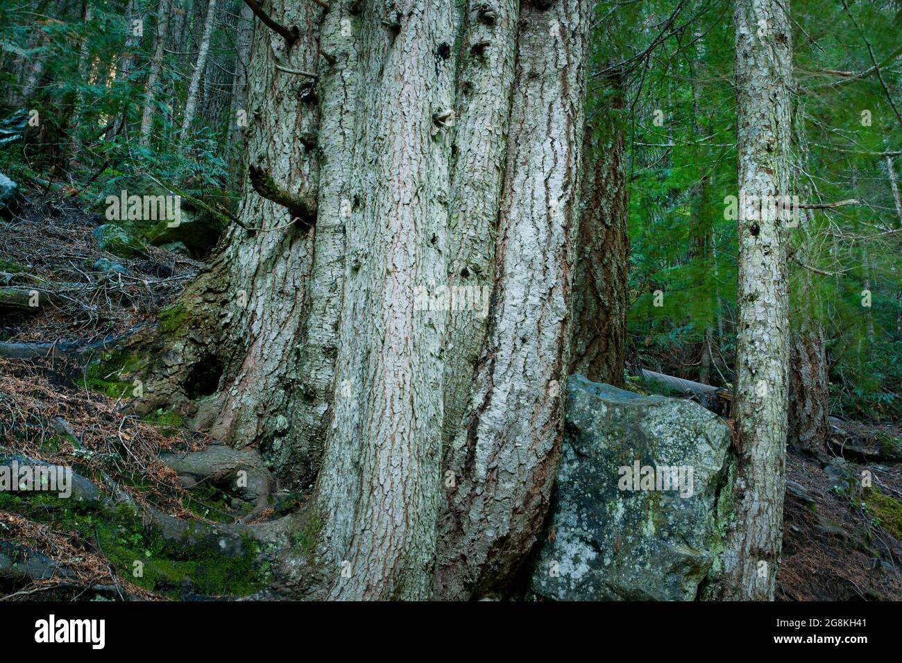 a exterior picture of an Pacific Northwest forest with conifer trees ...