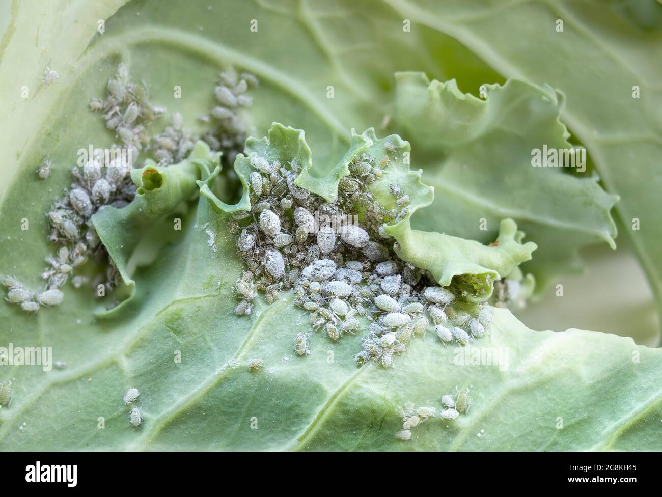 Grey cabbage aphids on kale leaf. Macro. Clusters of small sap-sucking ...