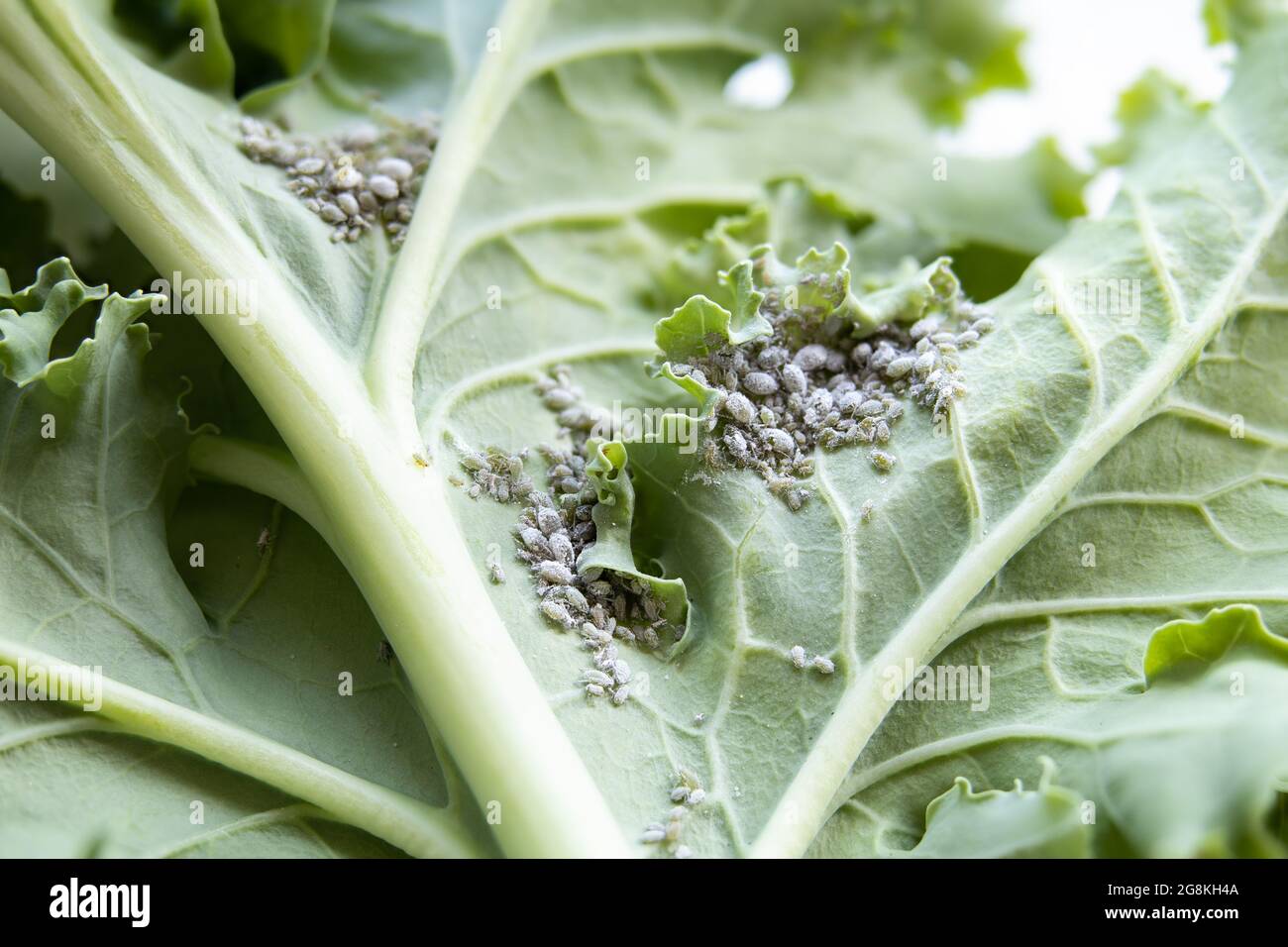 Grey cabbage aphids on kale leaf. Macro. Clusters of small sap-sucking ...