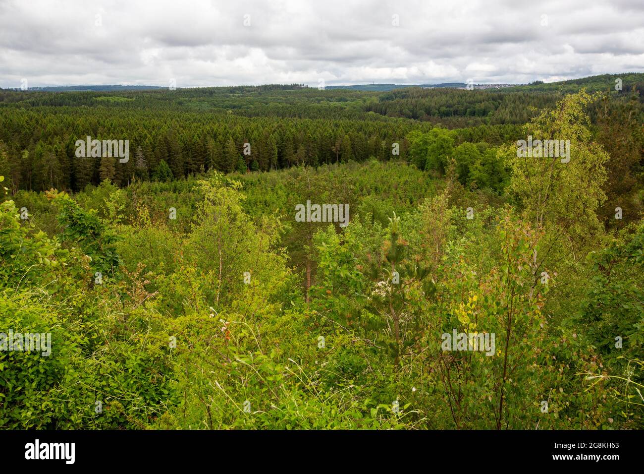 Looking across the Forest of Dean from New Fancy Viewpoint ...