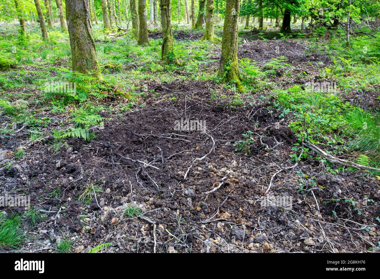 Damage caused by Wild Boar in the Forest of Dean, Gloucestershire, UK ...