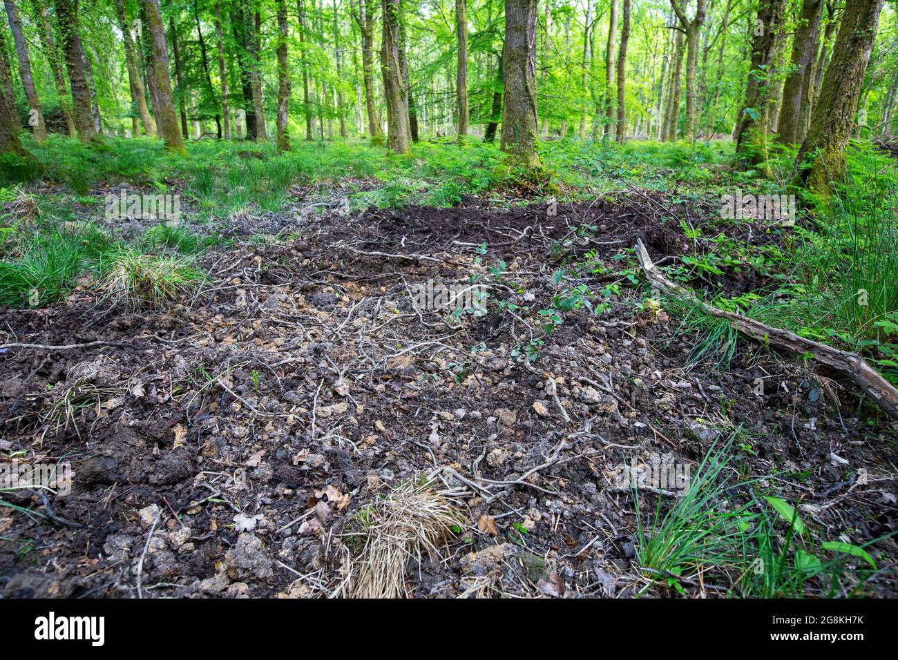 Damage by wild boar hi-res stock photography and images - Alamy
