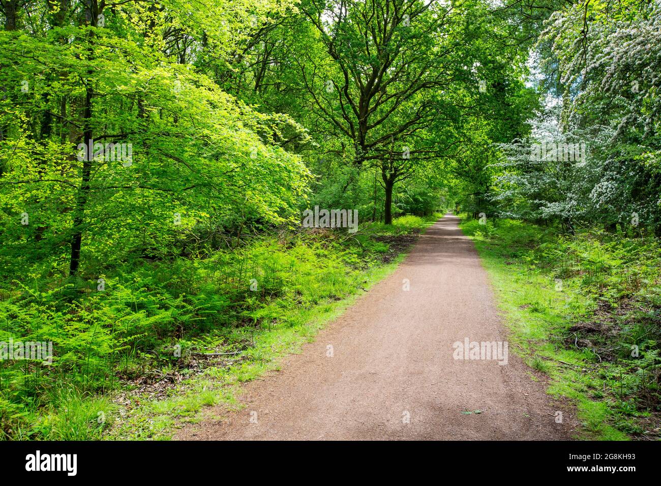Tracks in the forest hi-res stock photography and images - Alamy