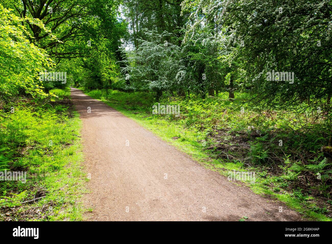 Forest of dean cycle hi-res stock photography and images - Alamy