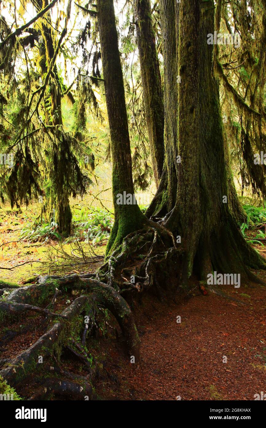 a exterior picture of an Pacific Northwest forest with conifer trees ...