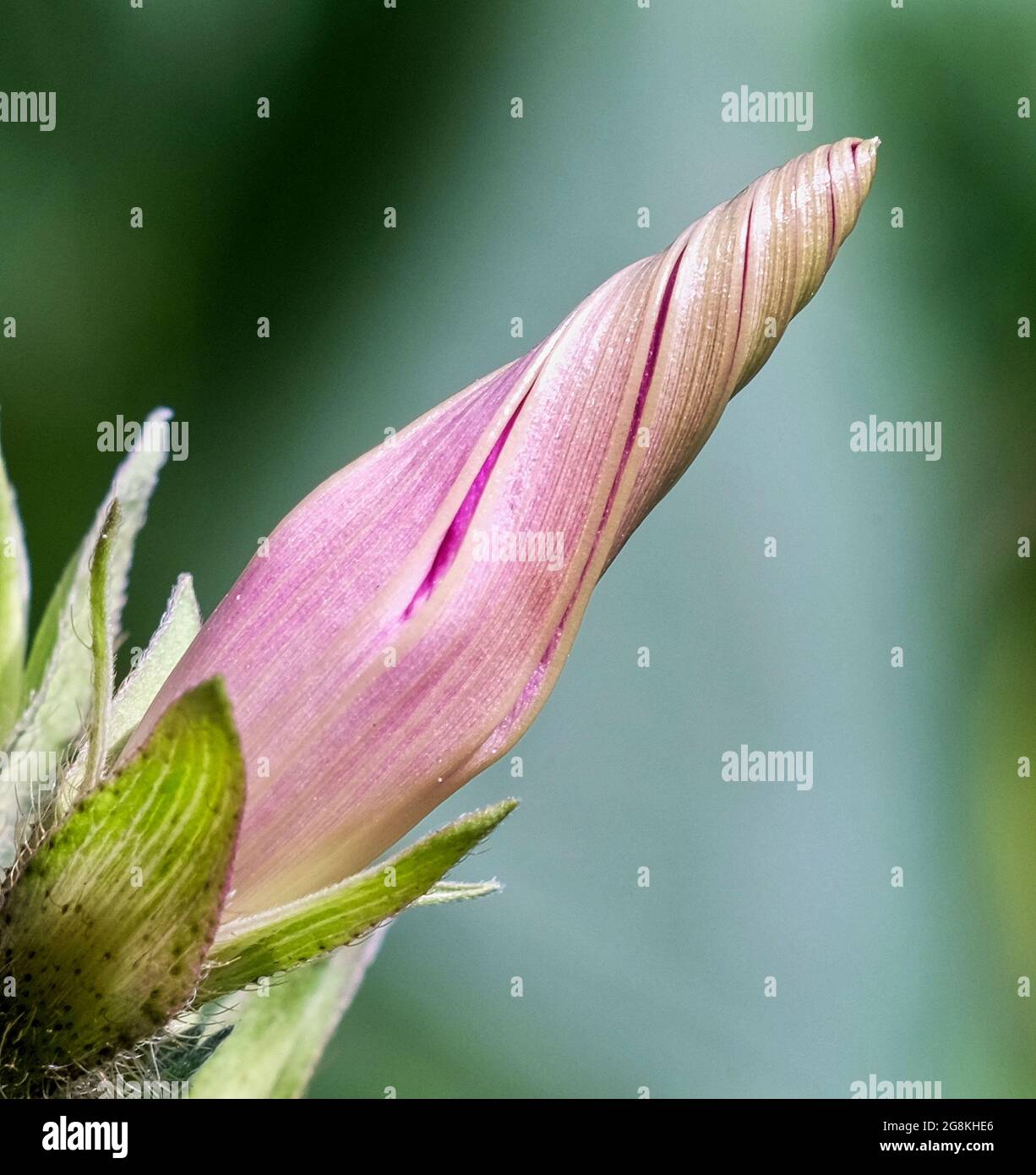 Close up of a coiled pink fawn lilies with green blurred in the ...