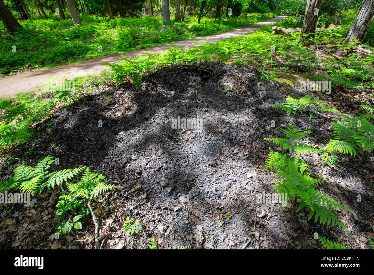 Wild boar in the forest of dean hi-res stock photography and images - Alamy