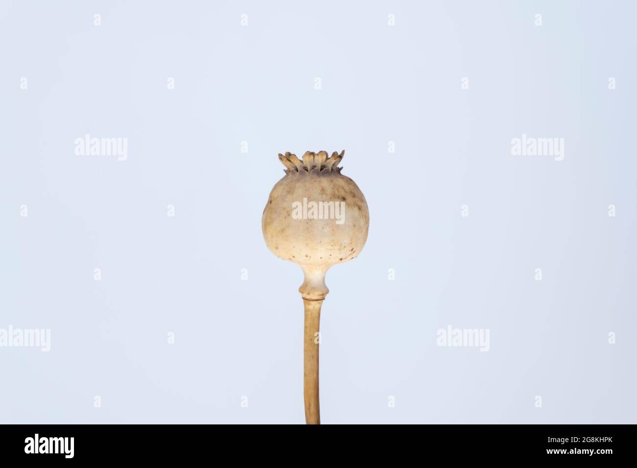 Organic poppy head on isolated white background. Medical and Baking ...