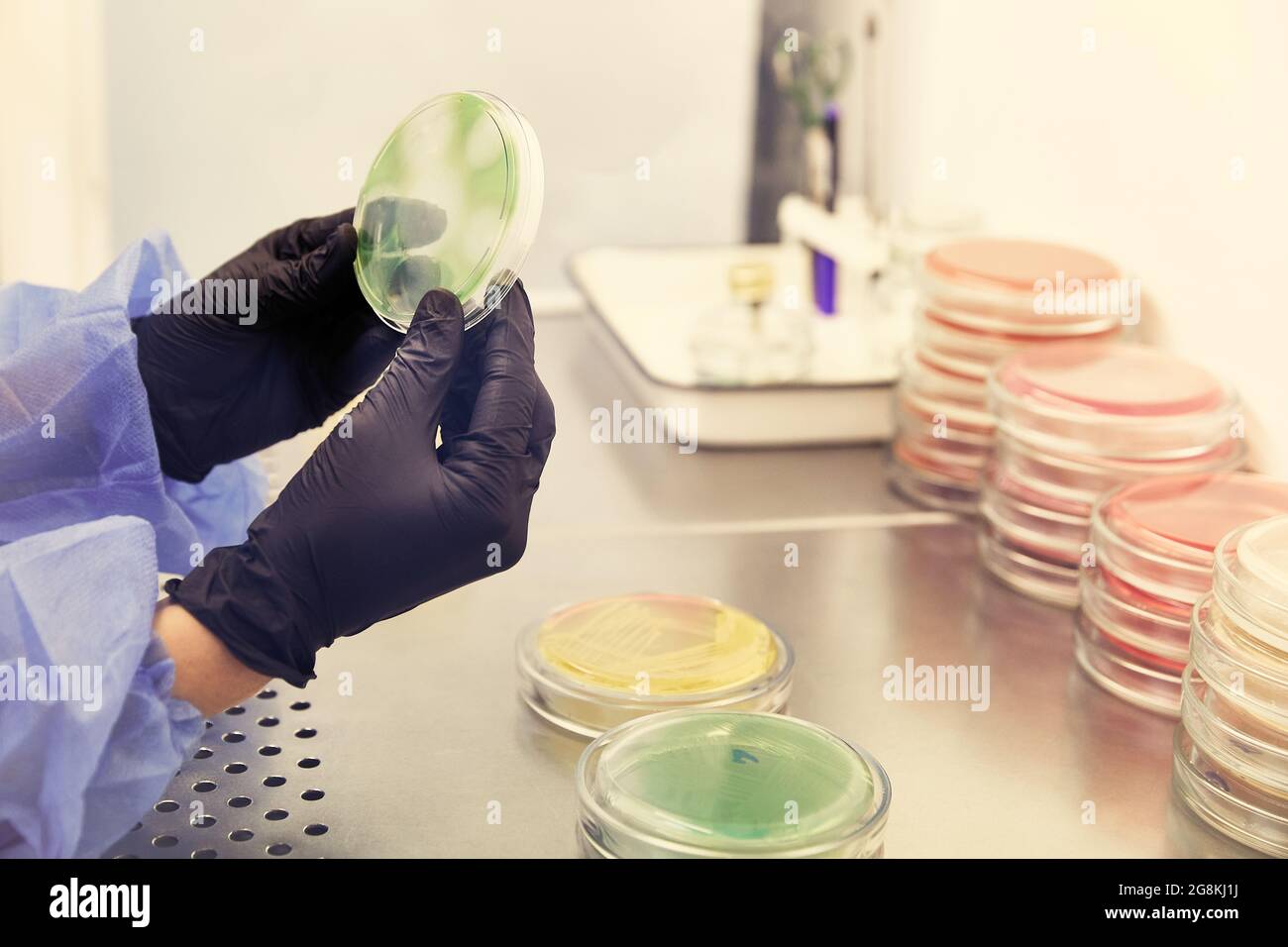 Researcher working with petri dish with bacteria in bacteriological ...