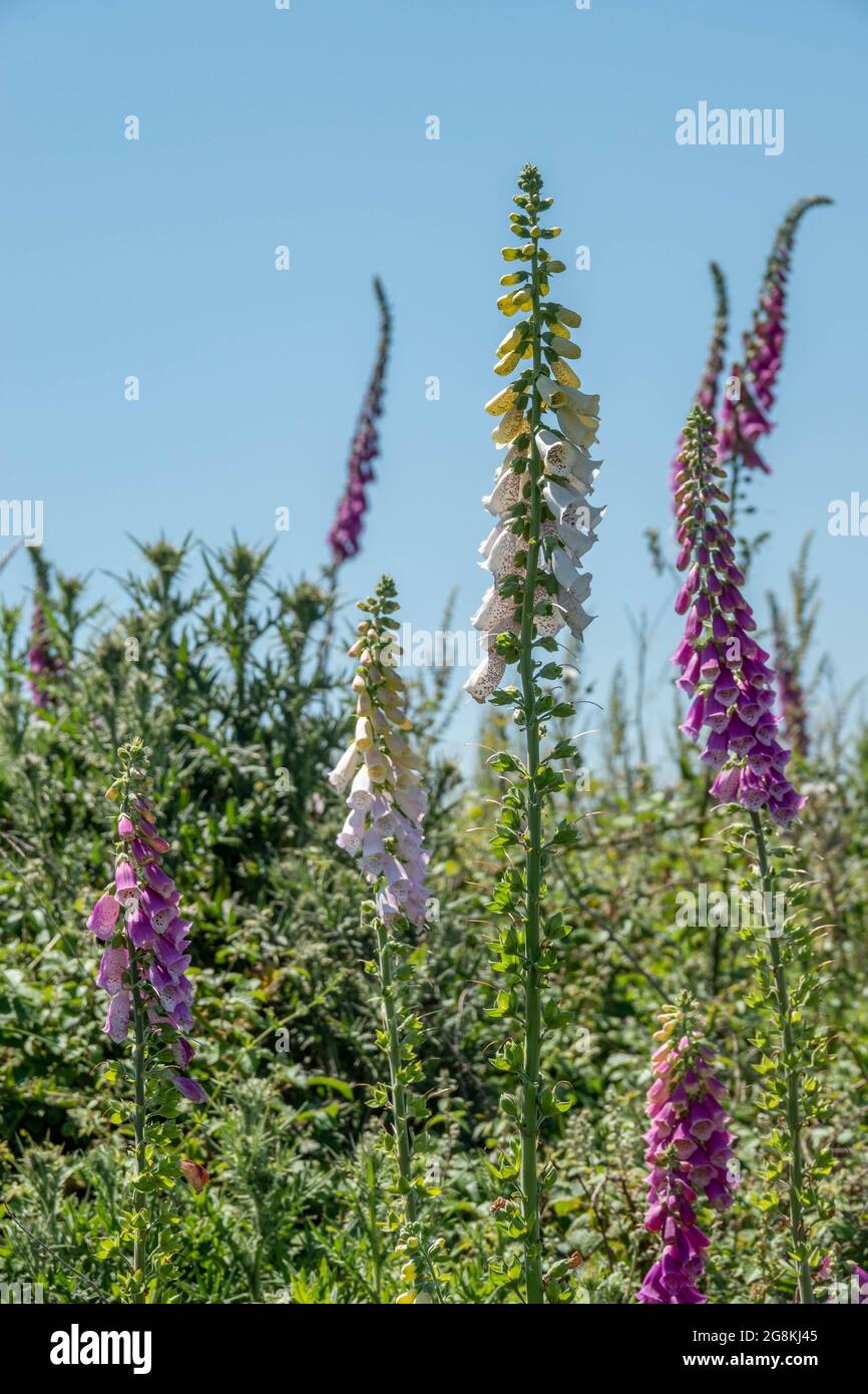 the foxglove plant grown commercially for distillation of the heart ...