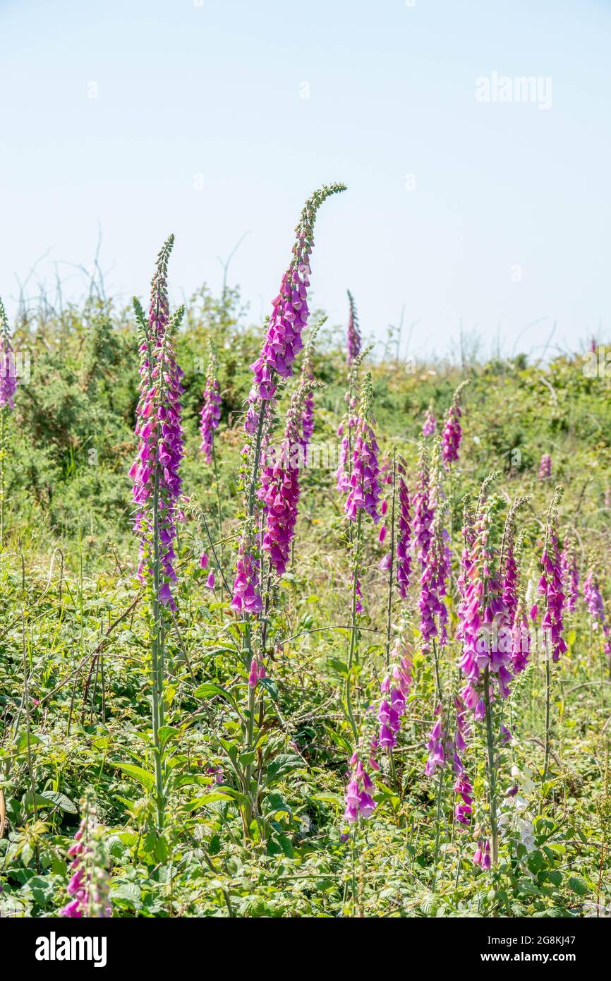 the foxglove plant grown commercially for distillation of the heart ...