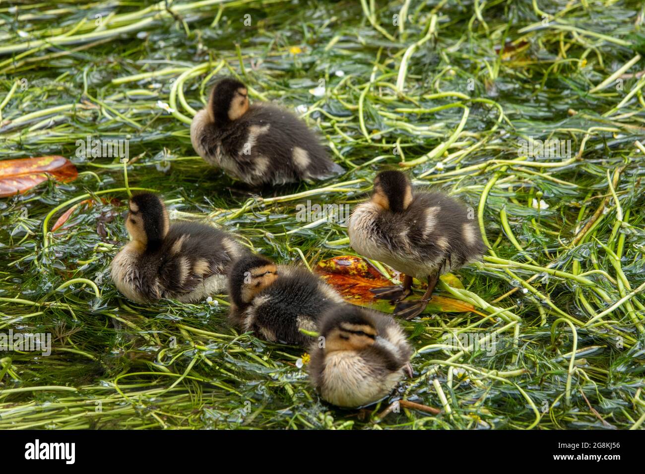 beautiful young ducklings resting on the weeds in the river Stock Photo ...