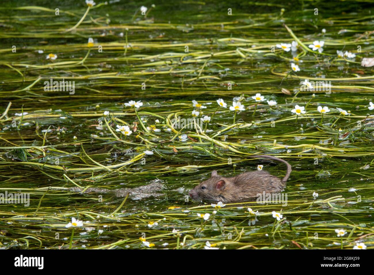 cute water rat swimming amongst the weed and flowers in the river Stock ...