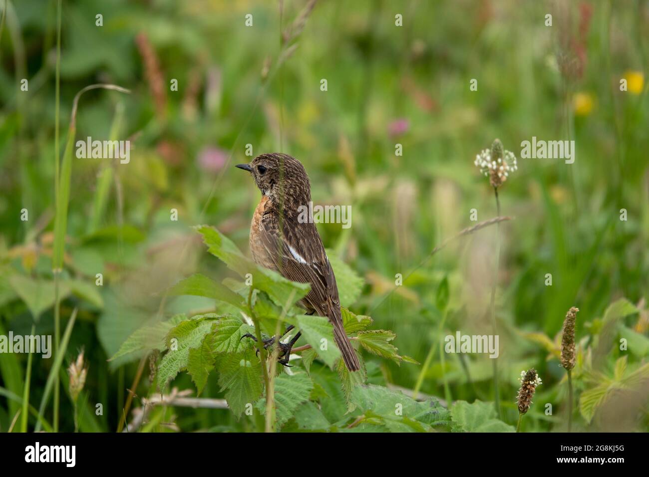 Linnet bird hi-res stock photography and images - Alamy