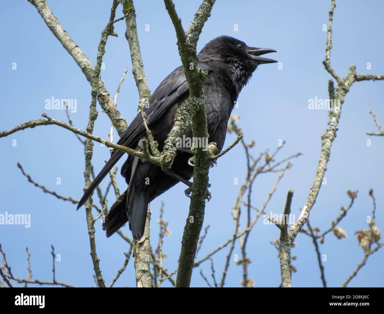 the carrion crow corvus corone a passerine bird of the family corvidae ...
