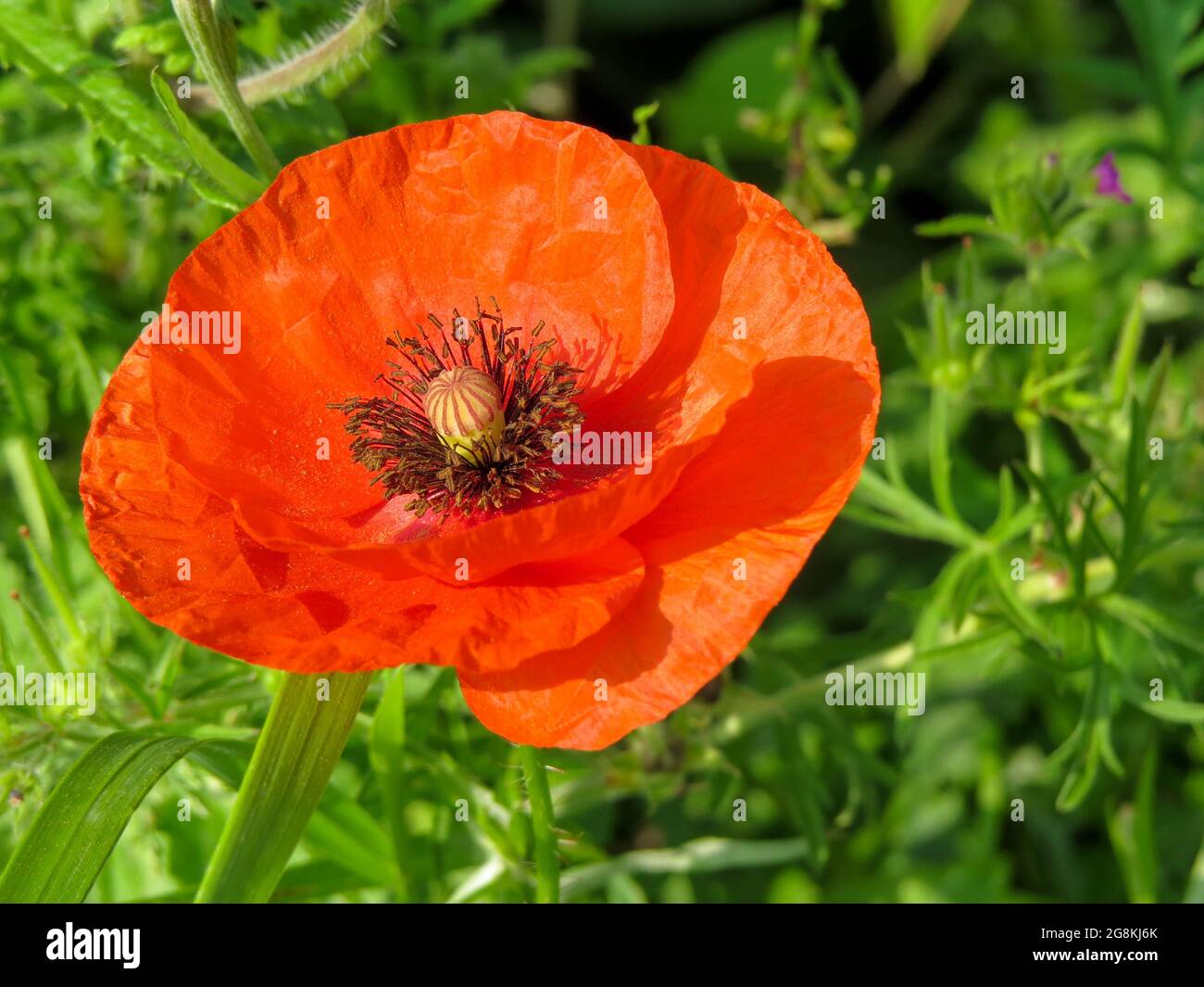 a red poppy a symbol of Remembrance and of hope Stock Photo - Alamy