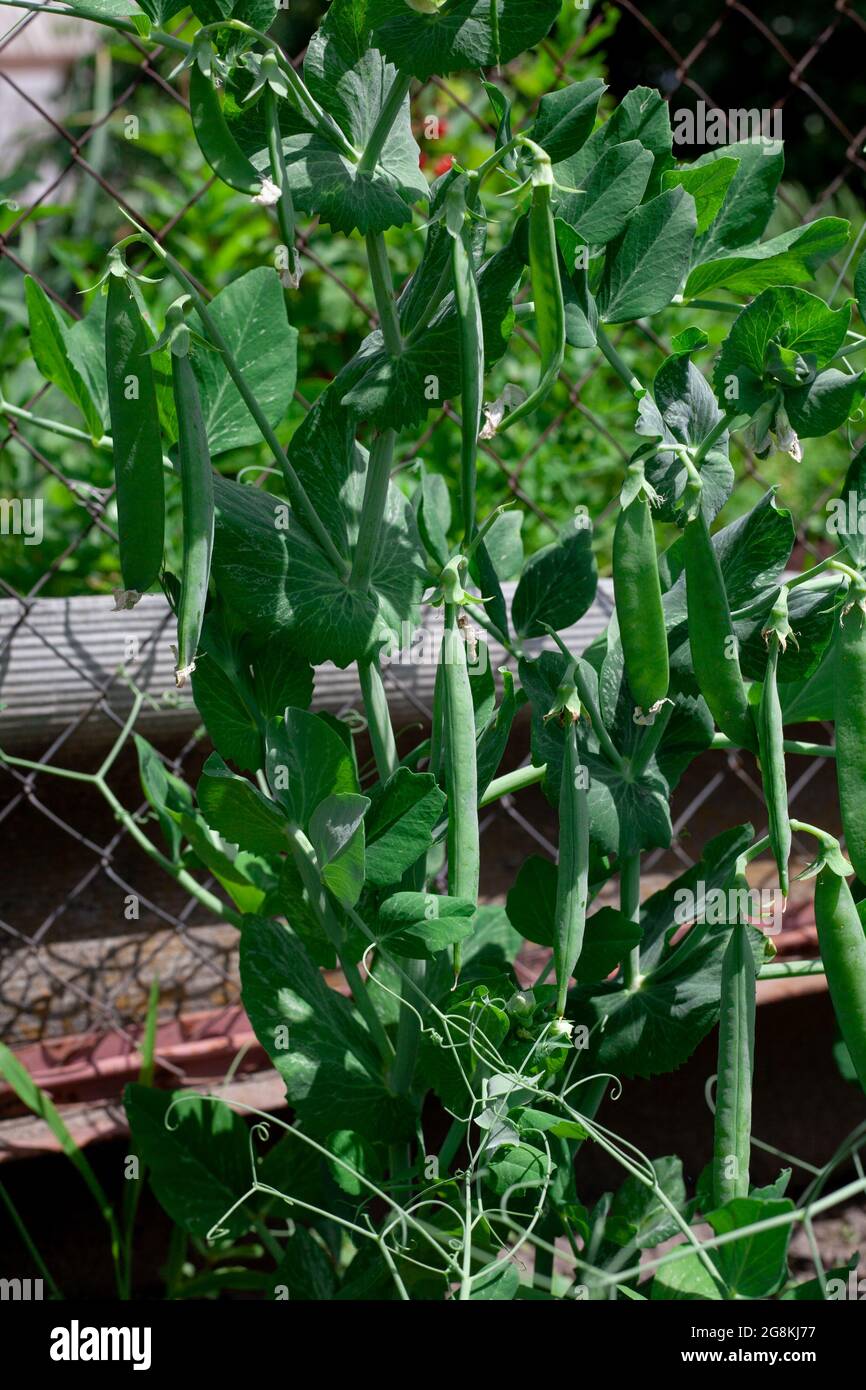 Weak plants hi-res stock photography and images - Alamy