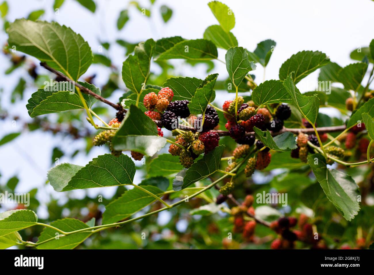 Branches of the mulberry tree with ripening fruits. Ripe mulberry on ...
